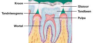 Anatomie van tanden - Meijer